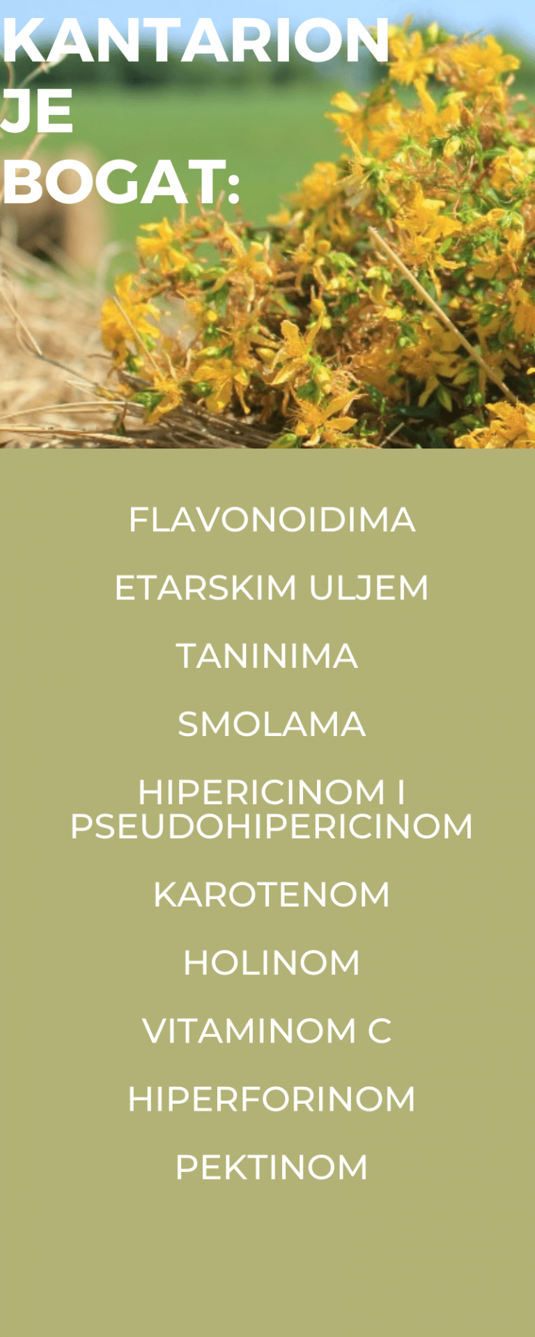 Kantarion: priprema, delovanje i nuspojave - Prirodna kozmetika Izida